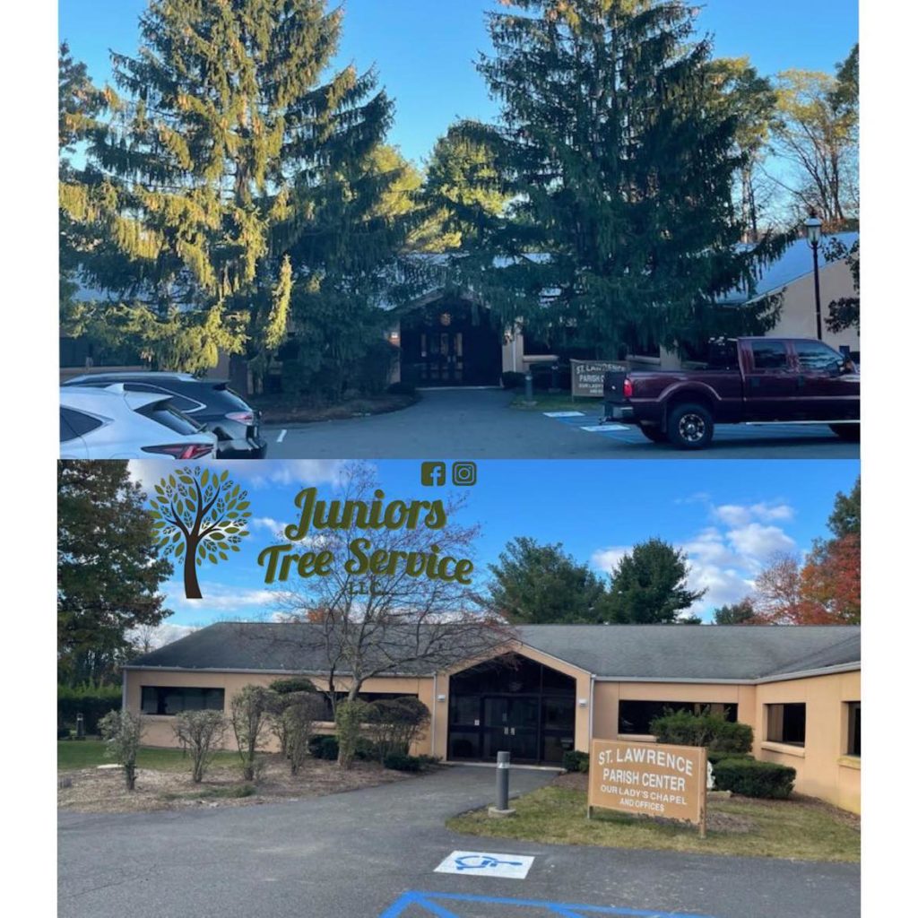 Junior Tree Service LLC