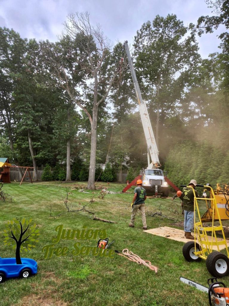 Services – Junior Tree Service LLC